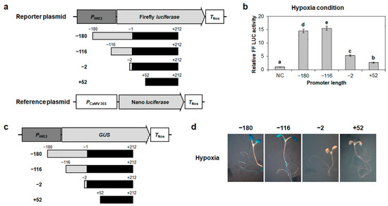 AtERF71/HRE2, an Arabidopsis AP2/ERF Transcription Factor Gene, Contains Both Positive and ...