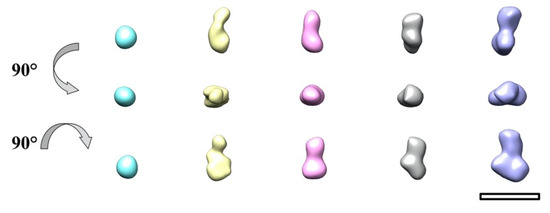Structural Insights into Iron Ions Accumulation in Dps Nanocage