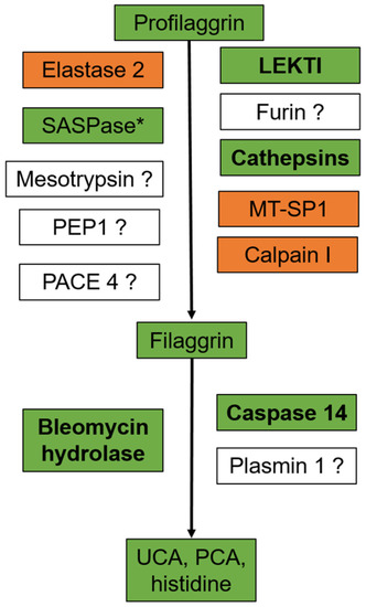 Revisiting the Roles of Filaggrin in Atopic Dermatitis