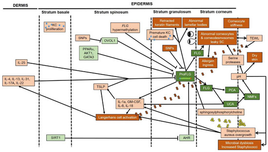 Revisiting the Roles of Filaggrin in Atopic Dermatitis