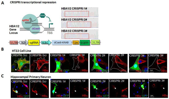 Regulation and Role of Neuron-Derived Hemoglobin in the Mouse Hippocampus