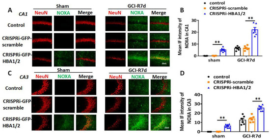 Regulation and Role of Neuron-Derived Hemoglobin in the Mouse Hippocampus