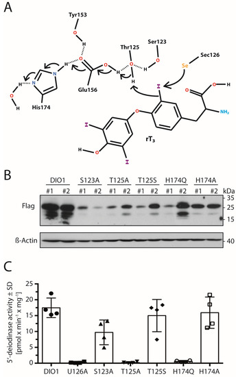 Insights into the Mechanism of Human Deiodinase 1