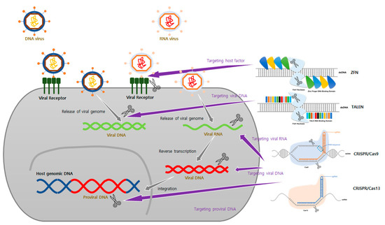 Therapeutic Application of Genome Editing Technologies in Viral Diseases