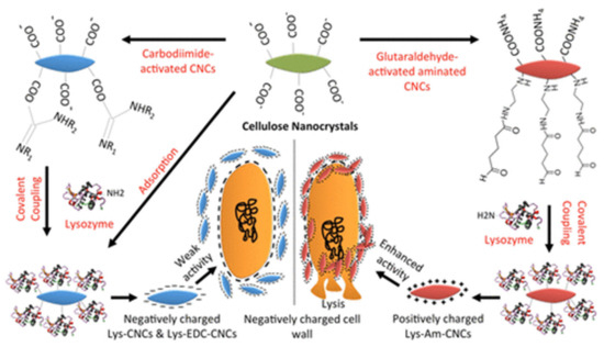 Cellulose-Based Nanomaterials Advance Biomedicine: A Review