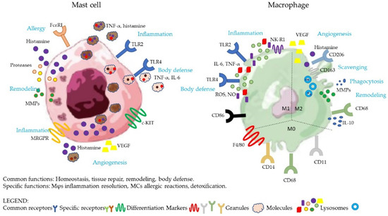 Interactions between Macrophages and Mast Cells in the Female ...