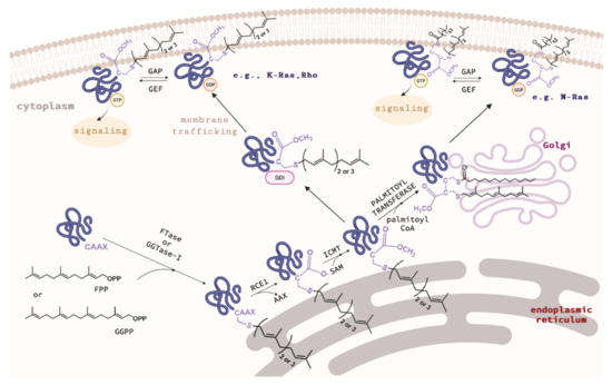 Protein Prenyltransferases and Their Inhibitors: Structural and ...