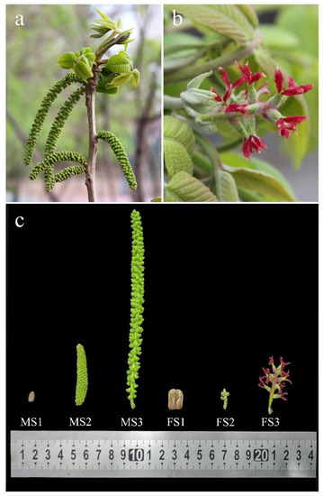 Characterization of Phytohormones and Transcriptomic Profiling of the ...