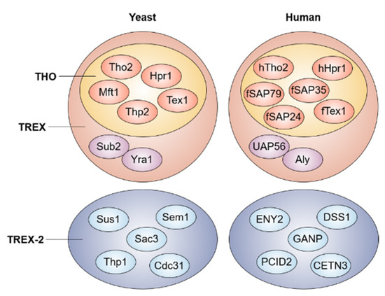 IJMS | Free Full-Text | Nuclear mRNA Export and Aging