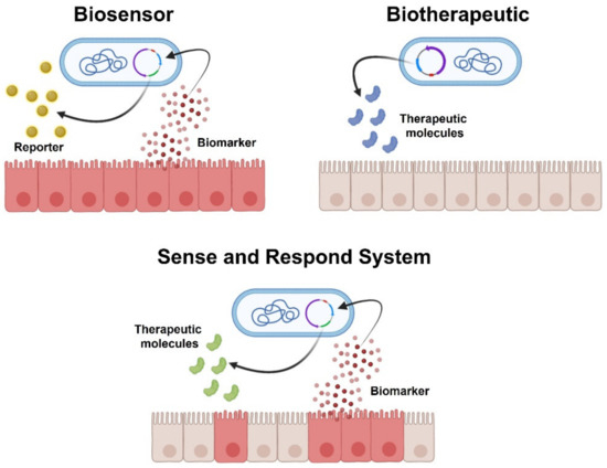 IJMS | Free Full-Text | Next-Generation Probiotics for Inflammatory ...