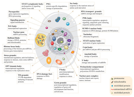 Phase-Separated Subcellular Compartmentation and Related Human Diseases