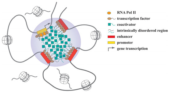 Phase-Separated Subcellular Compartmentation and Related Human Diseases