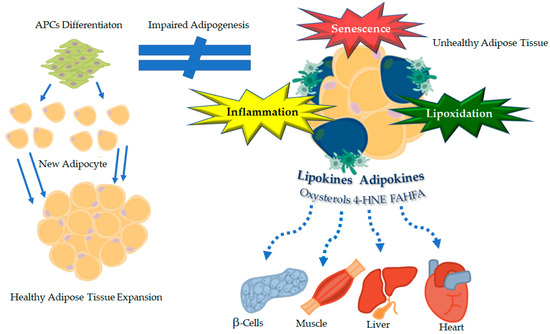 Adipose Tissue Plasticity in Response to Pathophysiological Cues: A ...
