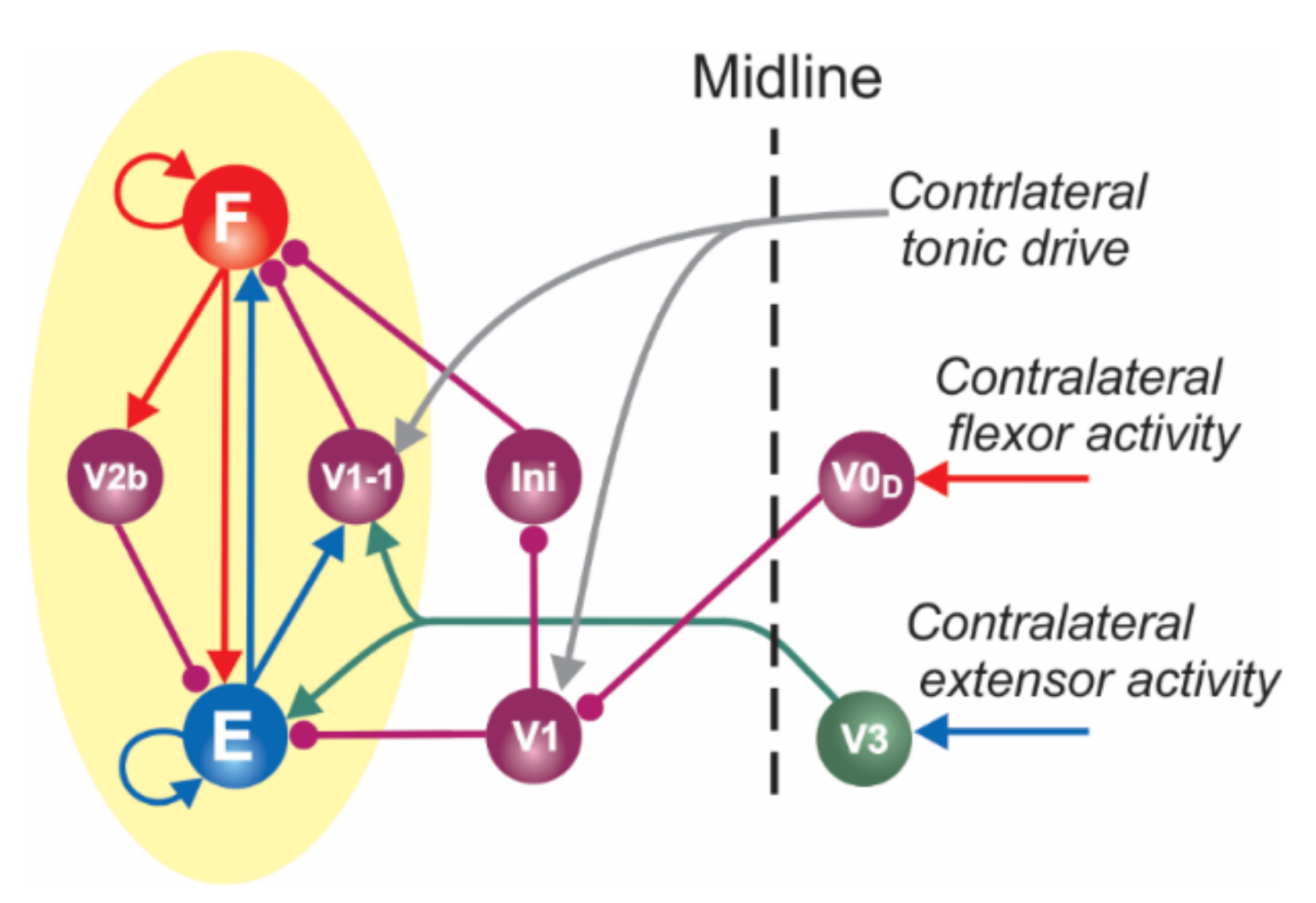 Ijms Free Full Text Ipsilateral And Contralateral Interactions In