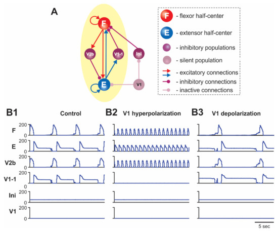 Ijms Free Full Text Ipsilateral And Contralateral Interactions In