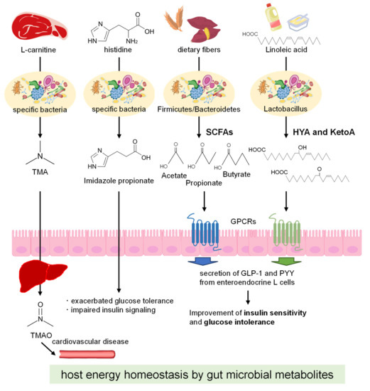 Involvement of Gut Microbial Metabolites Derived from Diet on Host ...