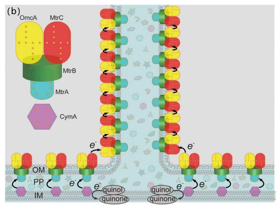 Extracellular Polymeric Substances and Biocorrosion/Biofouling: Recent ...
