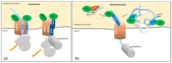 Regulation of Translation, Translocation, and Degradation of Proteins ...