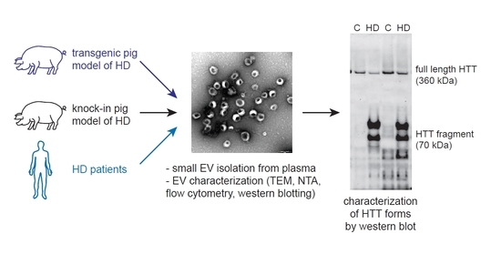 IJMS | Free Full-Text | Huntingtin Co-Isolates with Small Extracellular ...