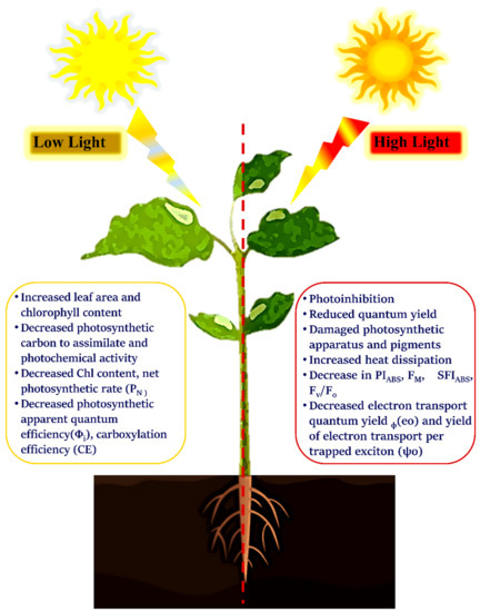 IJMS | Free Full-Text | Modulations in Chlorophyll a Fluorescence Based ...