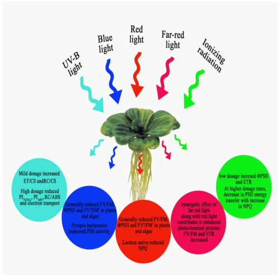 Modulations in Chlorophyll a Fluorescence Based on Intensity and ...