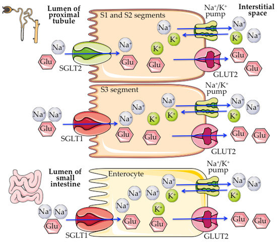 Glucose Sodium Cotransporter Diagram