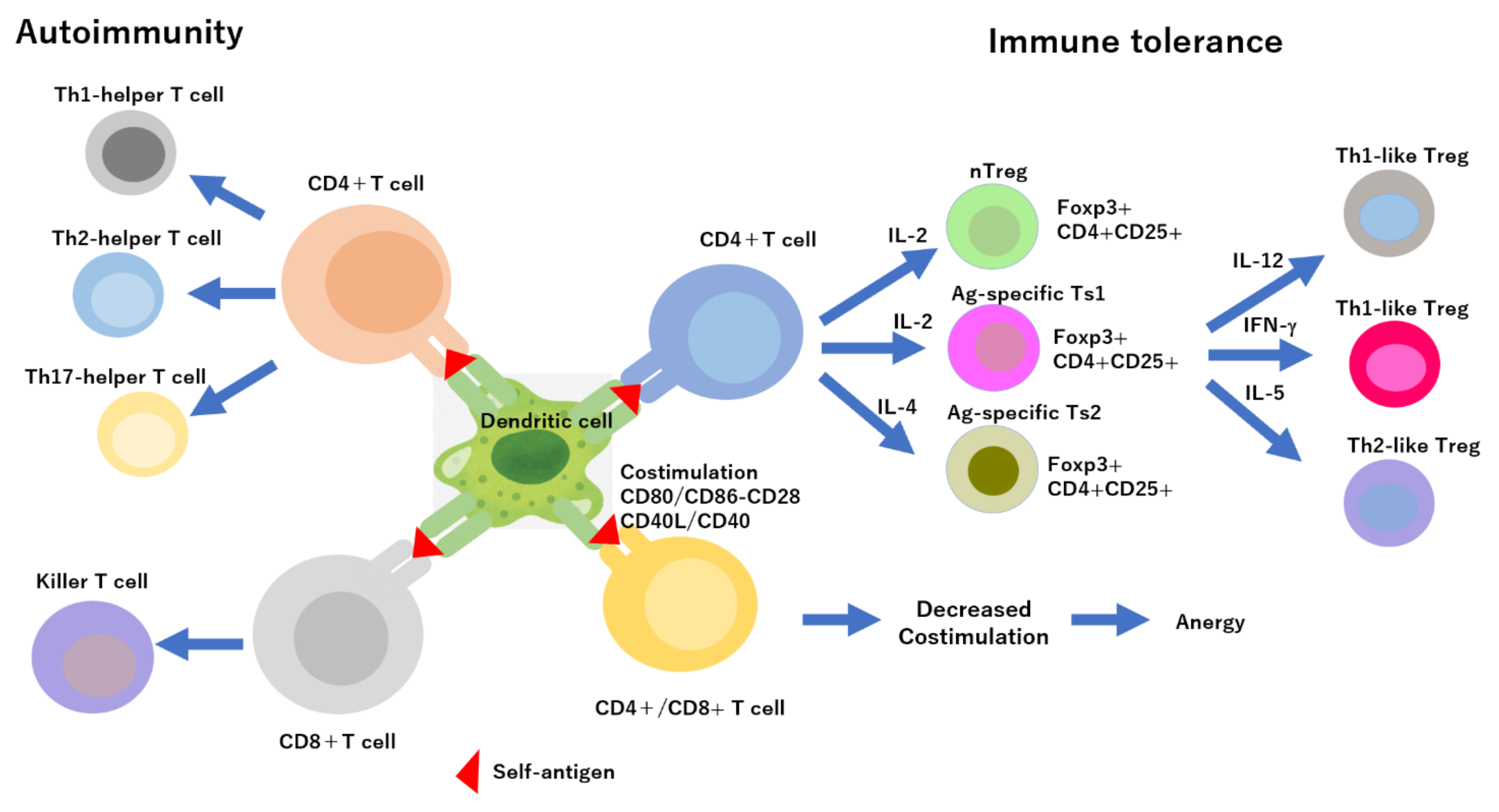 Ijms Free Full Text Immune Modulation Using Extracellular Vesicles
