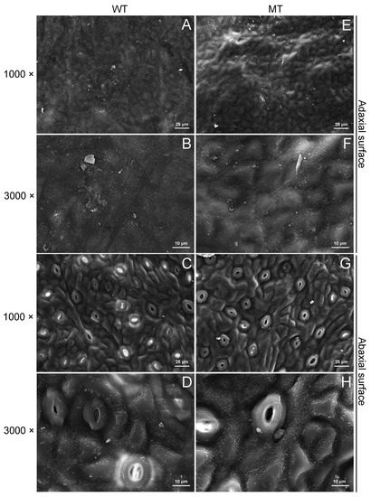 Transcriptome and Physiological Analyses of a Navel Orange Mutant with ...