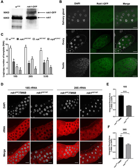 The DEAD-Box Protein Rok1 Coordinates Ribosomal RNA Processing in ...