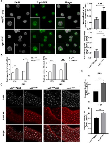 The DEAD-Box Protein Rok1 Coordinates Ribosomal RNA Processing in ...