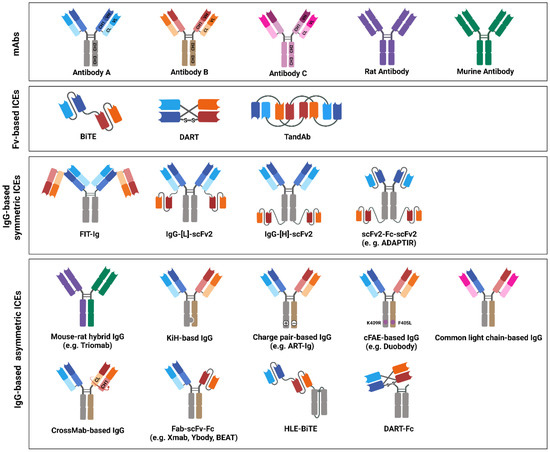 Bispecific Antibody-Based Immune-Cell Engagers and Their Emerging ...