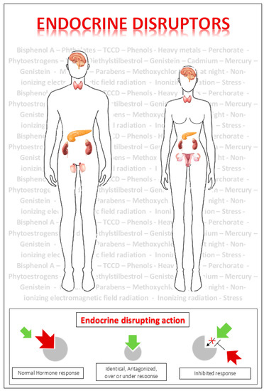 Ijms Free Full Text Impact Of Chemical Endocrine Disruptors And