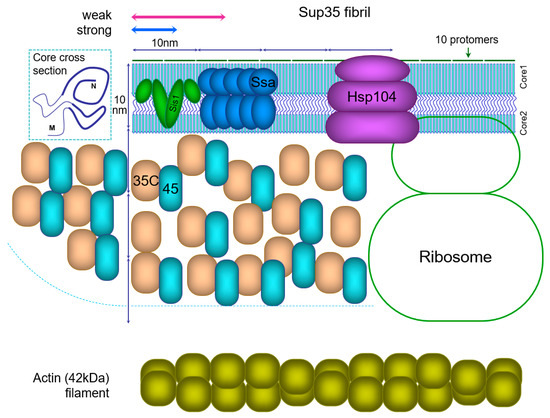 Structural Bases of Prion Variation in Yeast