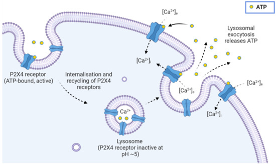 The P2X4 Receptor: Cellular and Molecular Characteristics of a ...