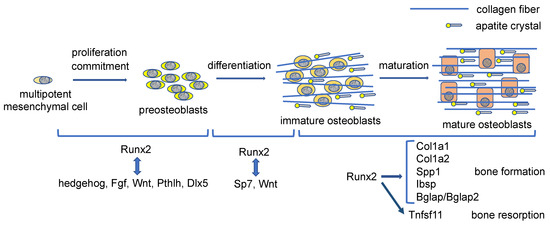 Whole Aspect of Runx2 Functions in Skeletal Development