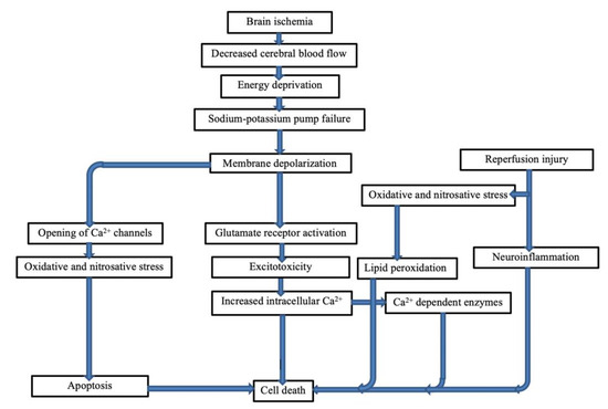 The Development of Novel Drug Treatments for Stroke Patients: A Review