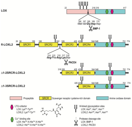 Mass Spectrometry-Based Disulfide Mapping of Lysyl Oxidase-like 2