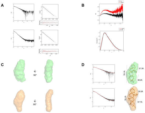 The Second Class of Tetrahydrofolate (THF-II) Riboswitches Recognizes ...