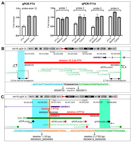 Expanding the Molecular Spectrum of ANKRD11 Gene Defects in 33 Patients ...