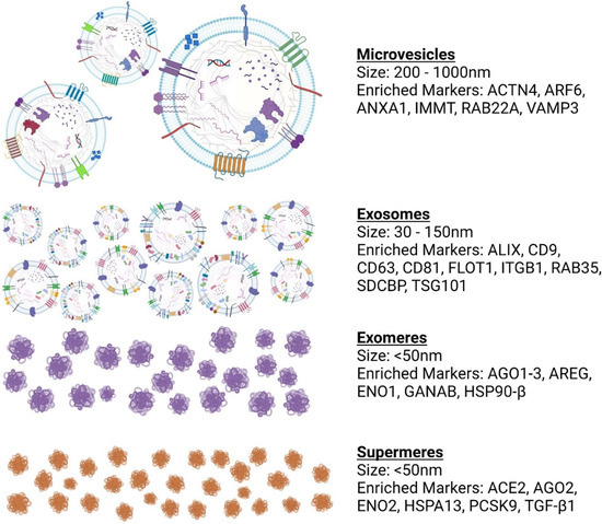 Extracellular Vesicles in Corneal Fibrosis/Scarring