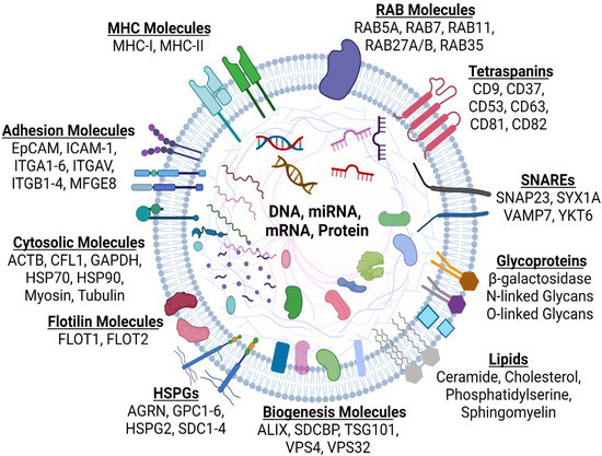 Extracellular Vesicles in Corneal Fibrosis/Scarring