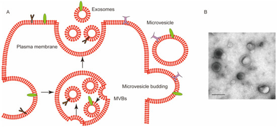 Roles and Applications of Red Blood Cell-Derived Extracellular Vesicles ...