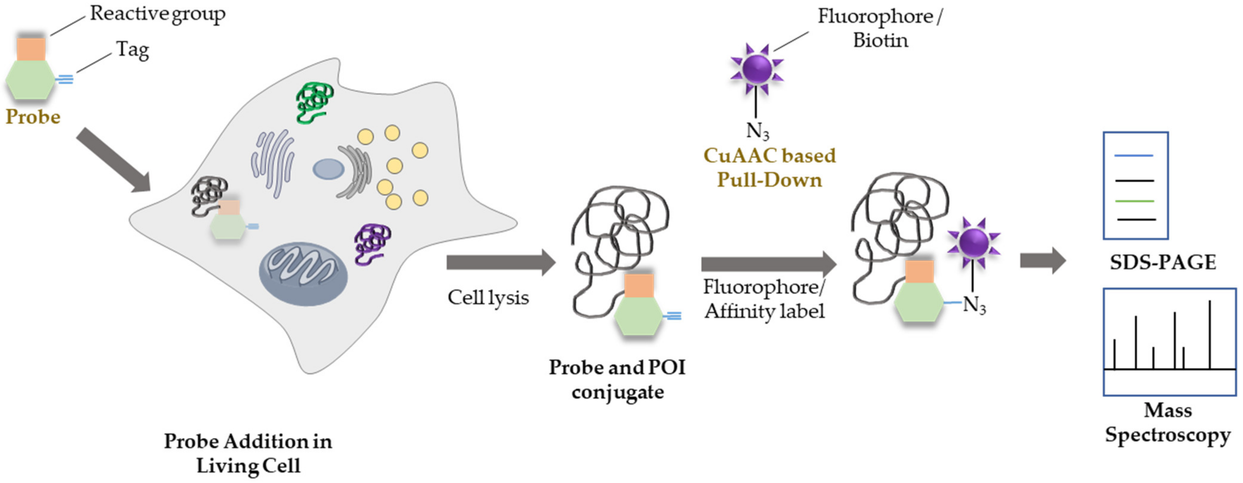 Chemical Probes and Activity-Based Protein Profiling for Cancer Research