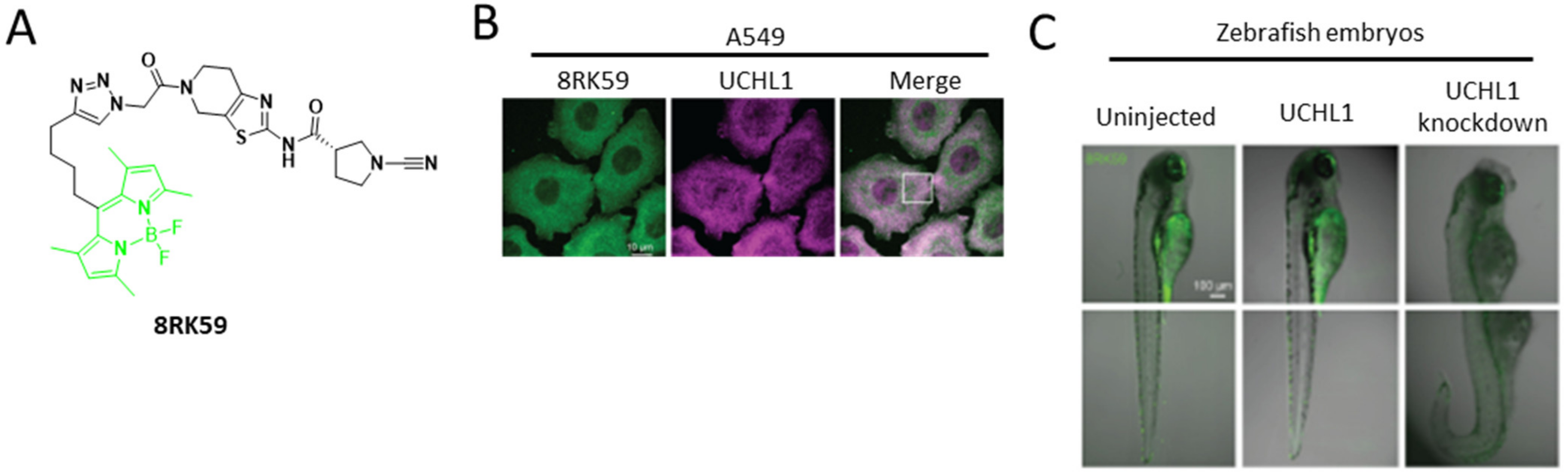 Chemical Probes and Activity-Based Protein Profiling for Cancer Research