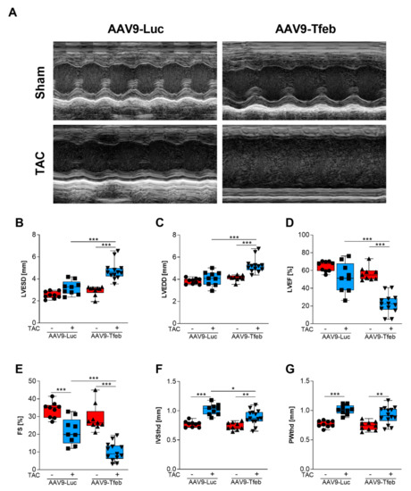 The Transcription Factor EB (TFEB) Sensitizes the Heart to Chronic ...