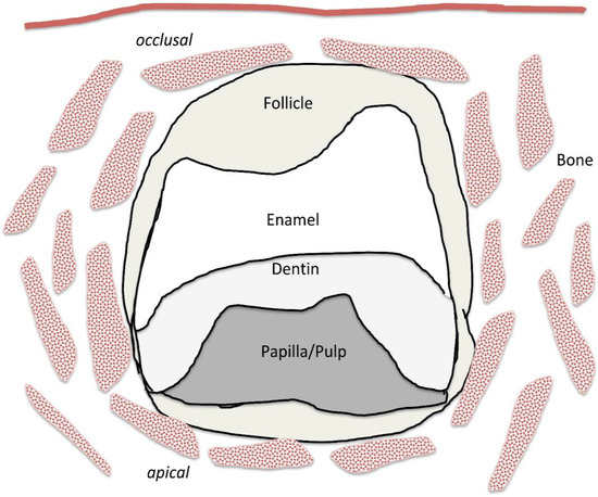 Mechanisms during Osteogenic Differentiation in Human Dental Follicle Cells