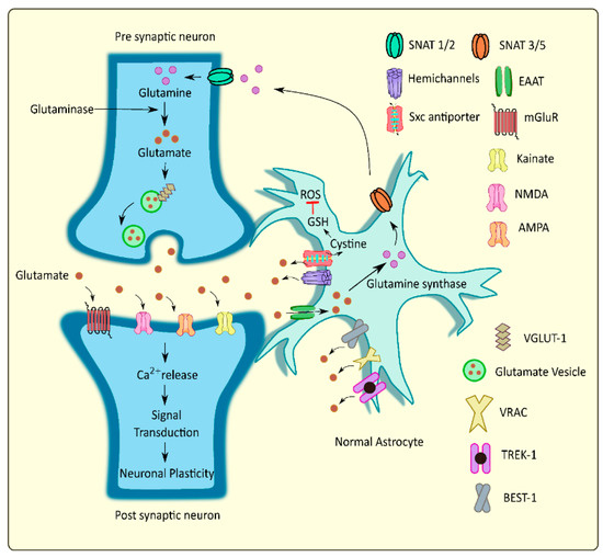 Neurotransmitters—Key Factors in Neurological and Neurodegenerative ...