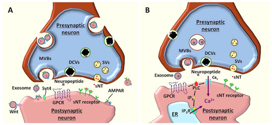 Neurotransmitters—Key Factors in Neurological and Neurodegenerative ...