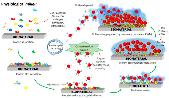 Colonization and Infection of Indwelling Medical Devices by ...