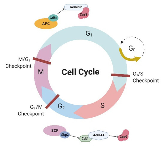 Improving Homology-Directed Repair in Genome Editing Experiments by ...